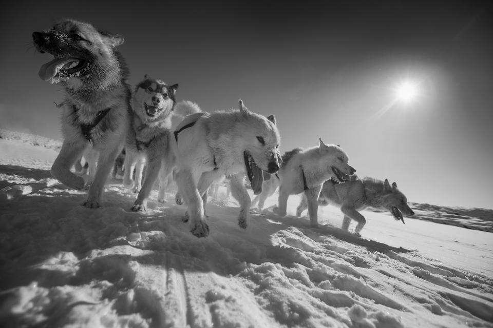 Modern sled dogs are descended from Siberian wolves and carry special ...
