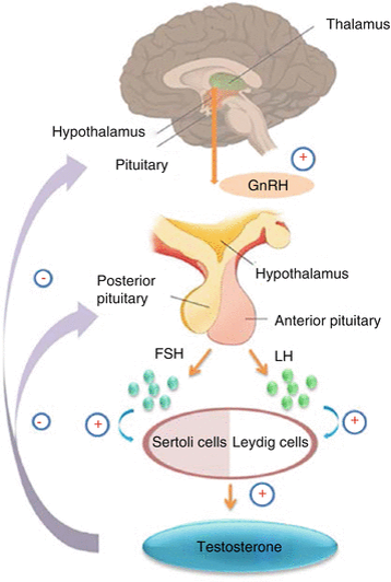 Hypothalamus Pituitary Gnrh Lh
