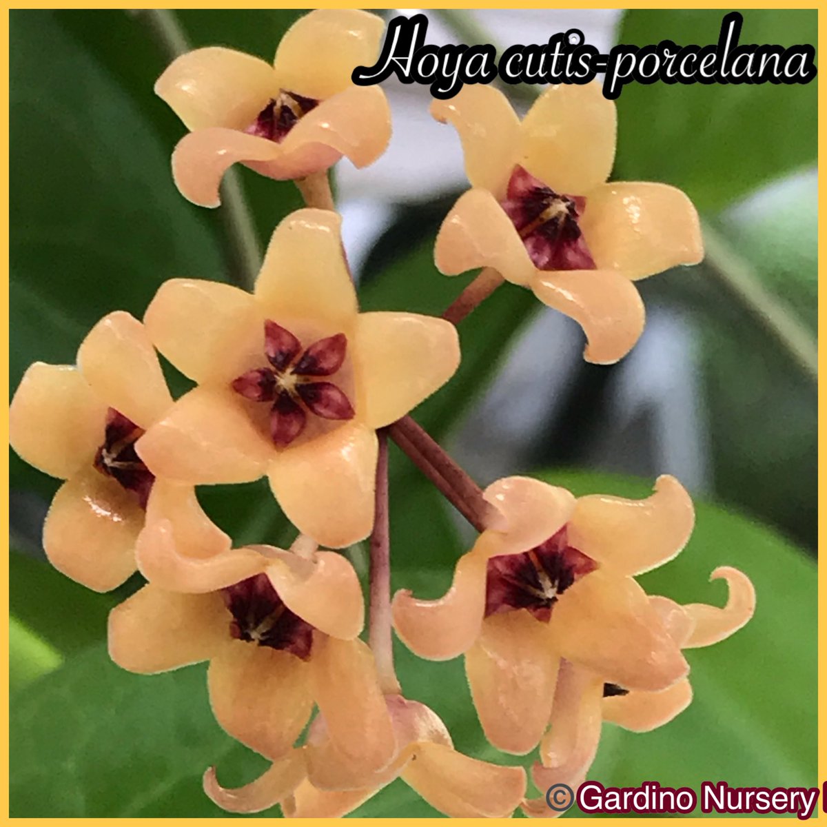 Outdoor & Gardening Hoya Cutis Porcelana Home & Living Ferns, Grasses ...