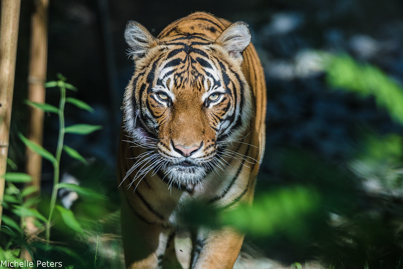 Tiger Pouncing On Prey