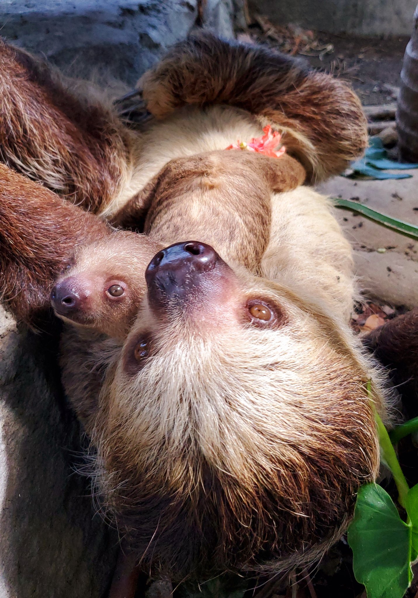 Sloths Cuddling