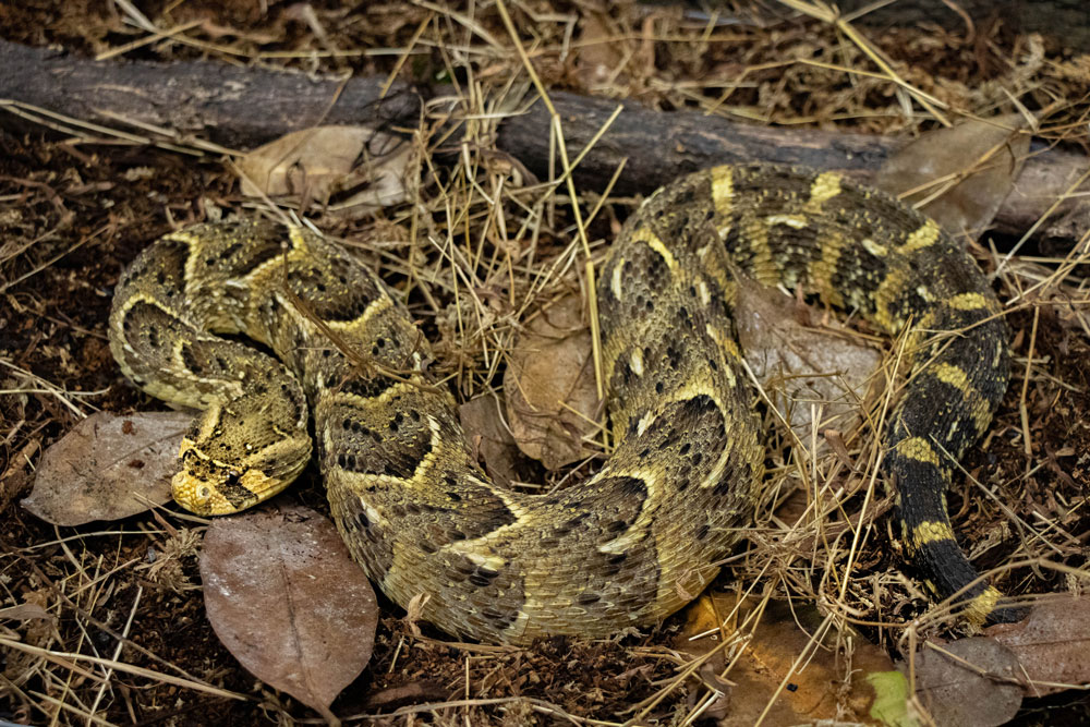 Puff Adder Fangs