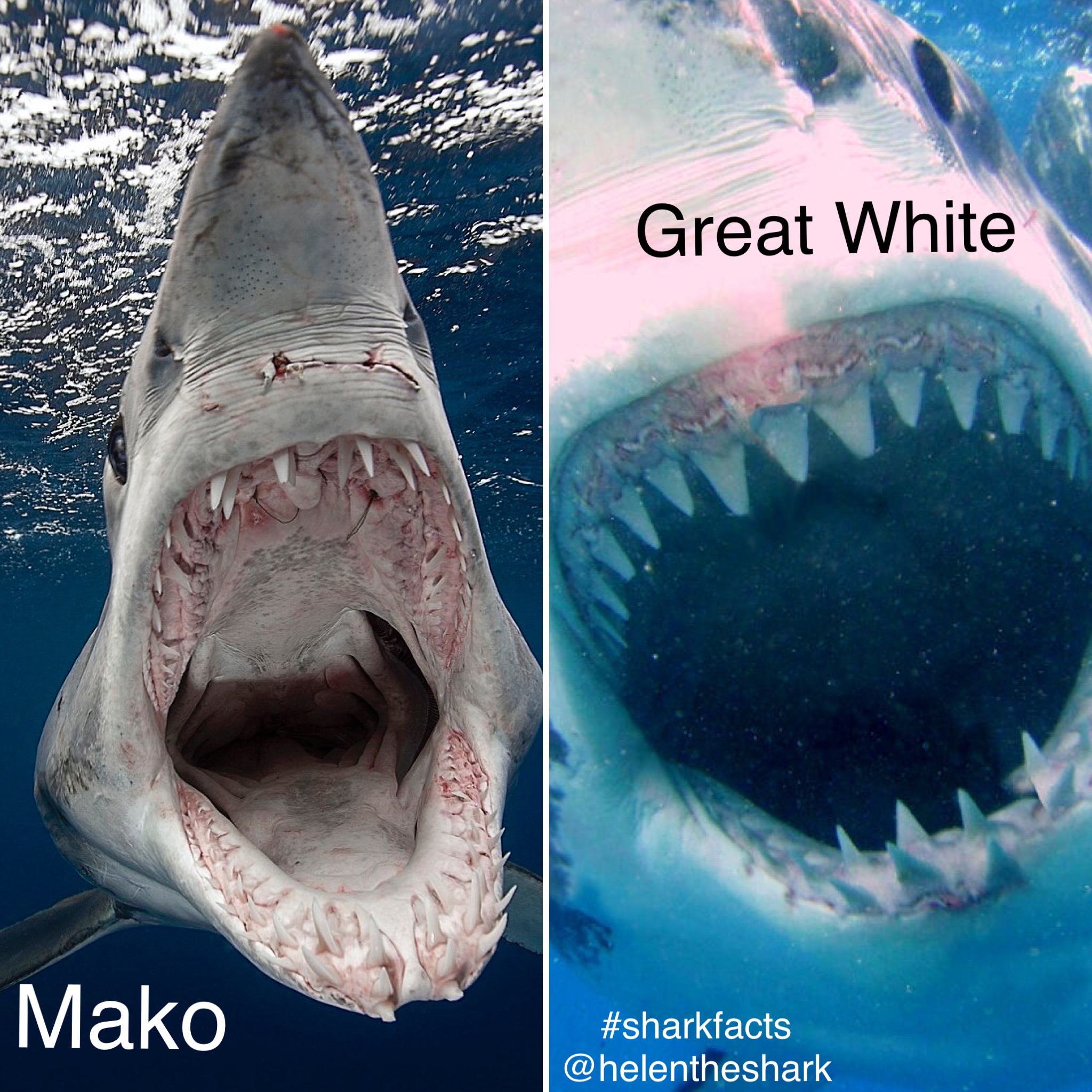 Mako Shark Teeth 59 Mako Shark Teeth Stock Photos, High Res Pictures,