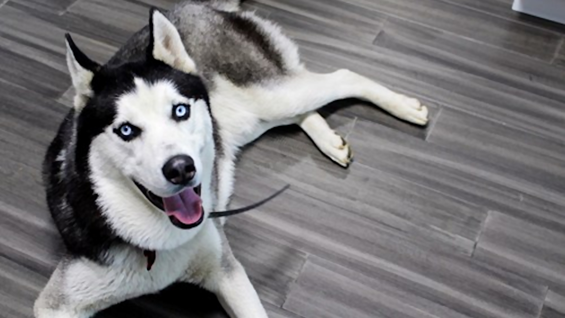 Does The Alaskan Husky Have Rabies