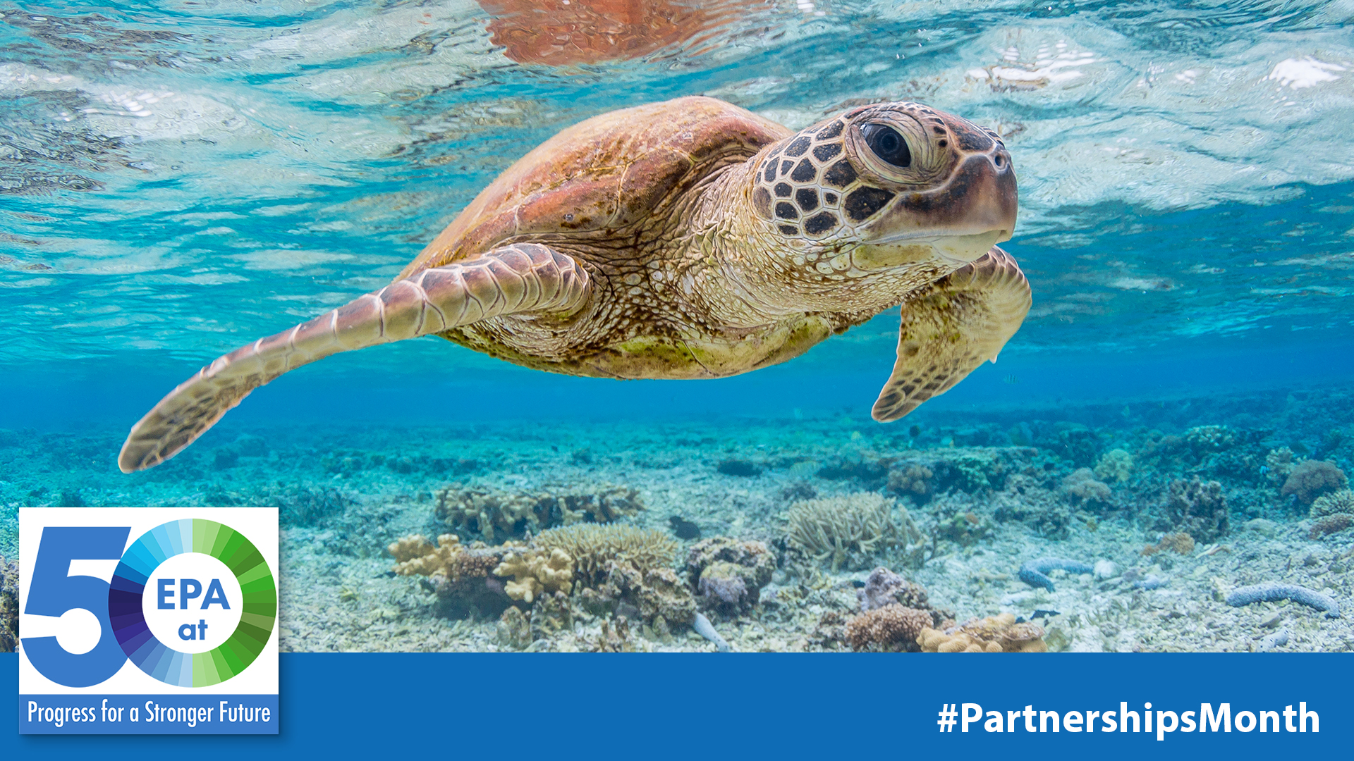 Sea Turtle Eating Jellyfish Turtle Swims In The Open Ocean. Clear