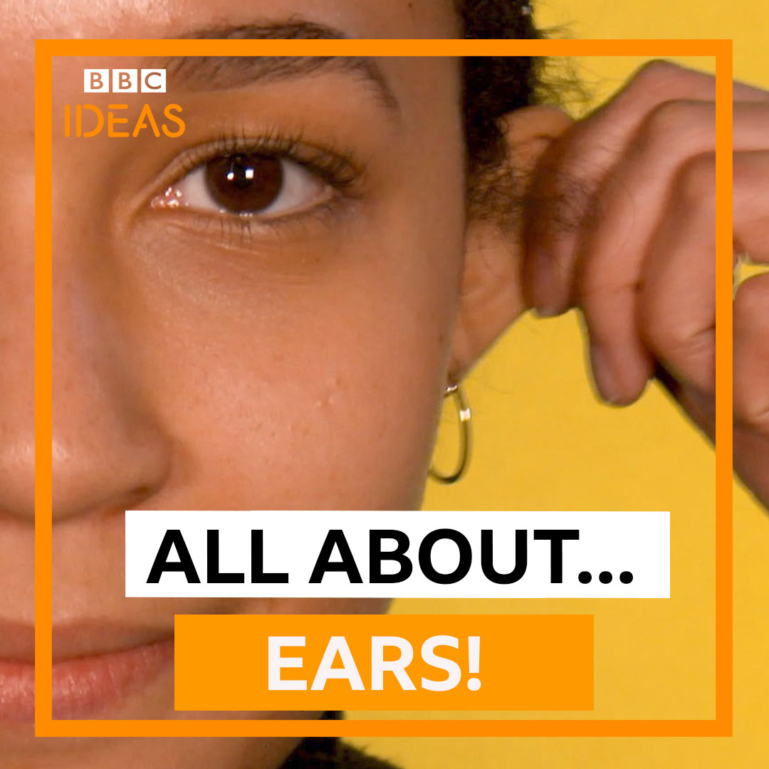 Let’s hear it for ears! Here’s why our ears are unique (and amazing ...