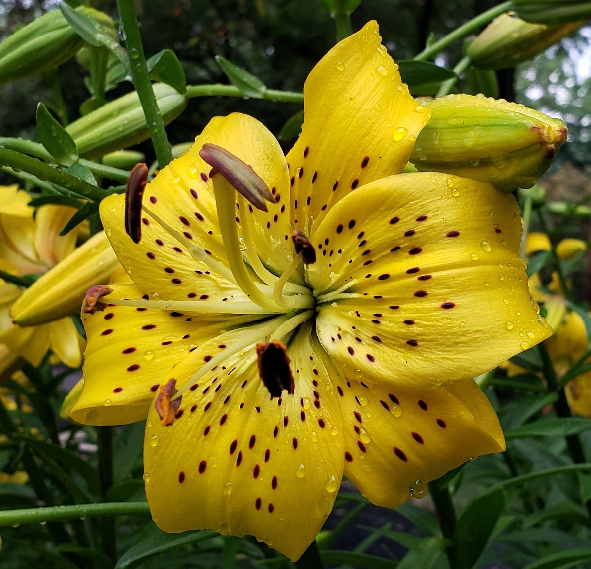 🌞SUNSHINE ON A CLOUDY DAY. Tetraploid Asiatic Lilium 'Pearl Jennifer ...