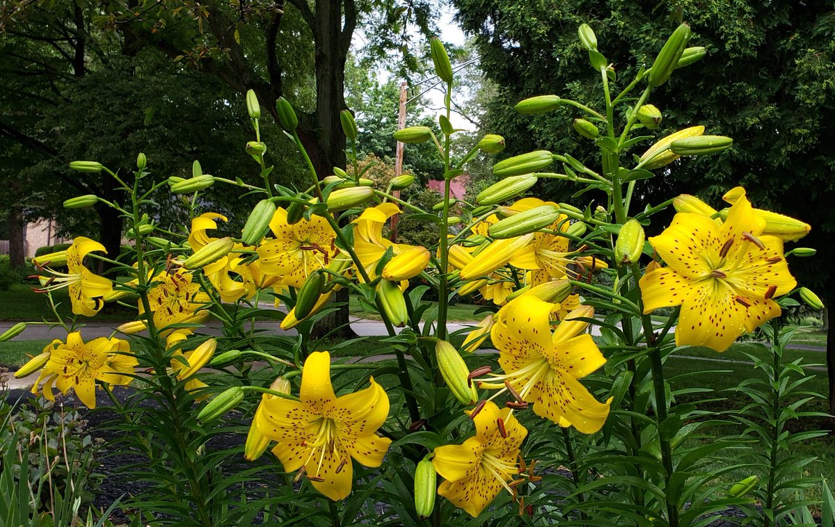 🌞SUNSHINE ON A CLOUDY DAY. Tetraploid Asiatic Lilium 'Pearl Jennifer ...