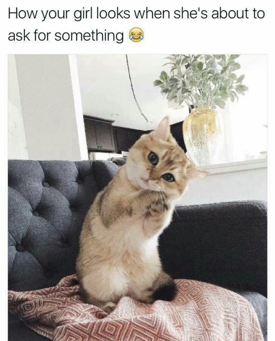 Ask Cat Meme