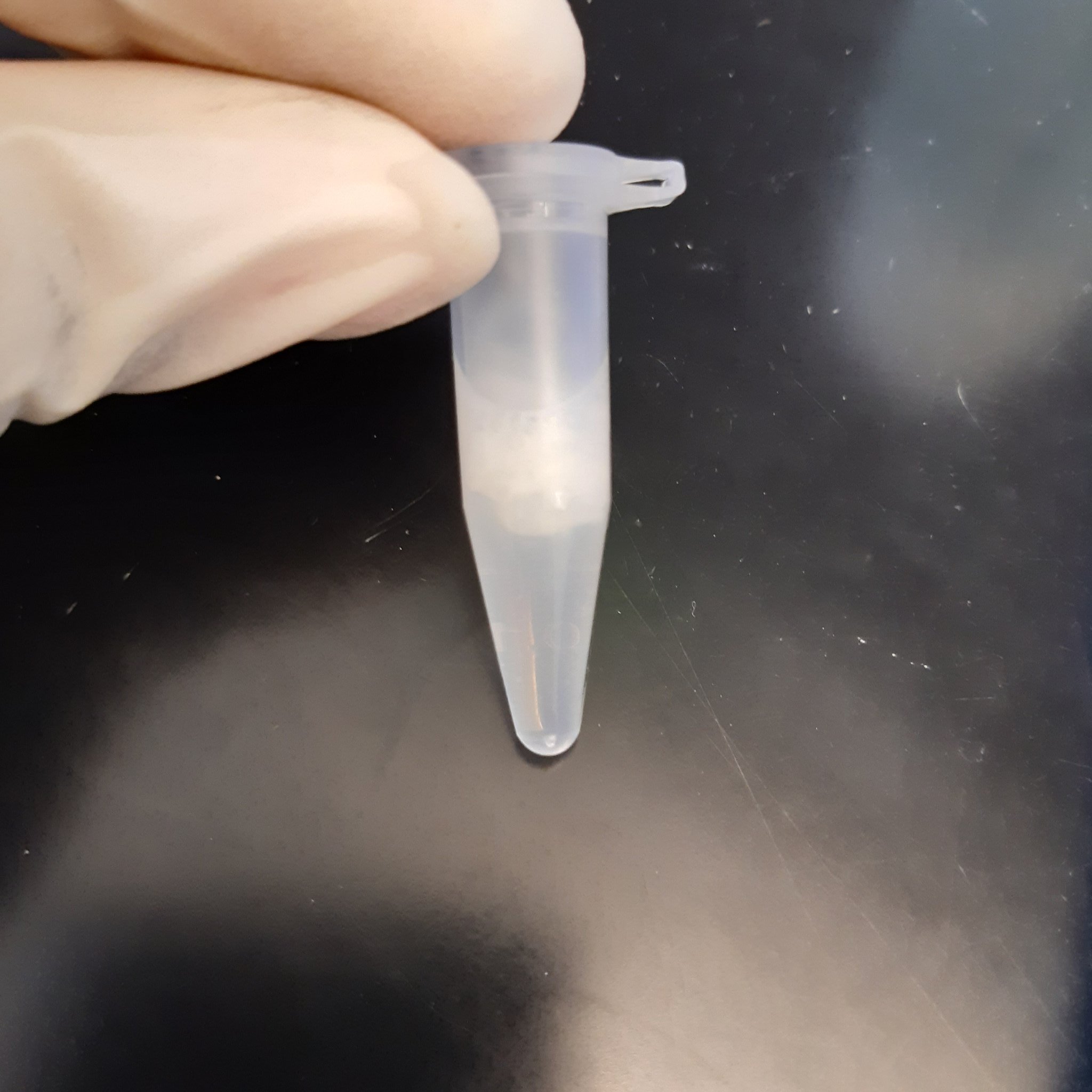 Microcentrifuge Tube Pellet