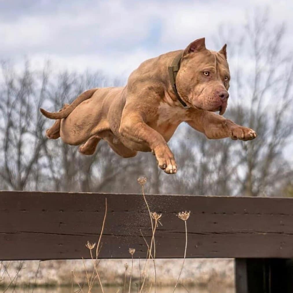 Super Buff Pitbull Dogs