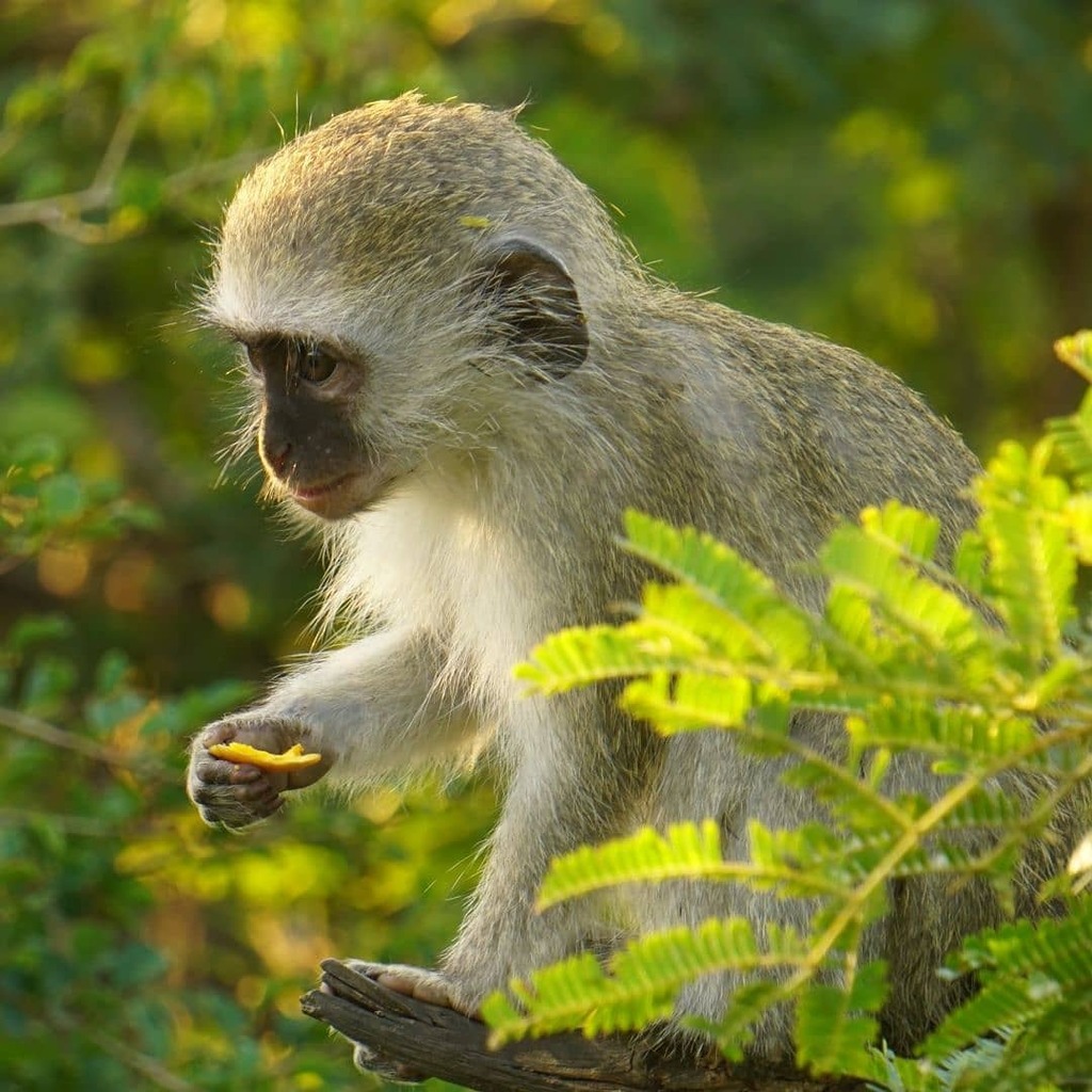 Living with Vervets - Residential Info | Vervet Monkey Foundation