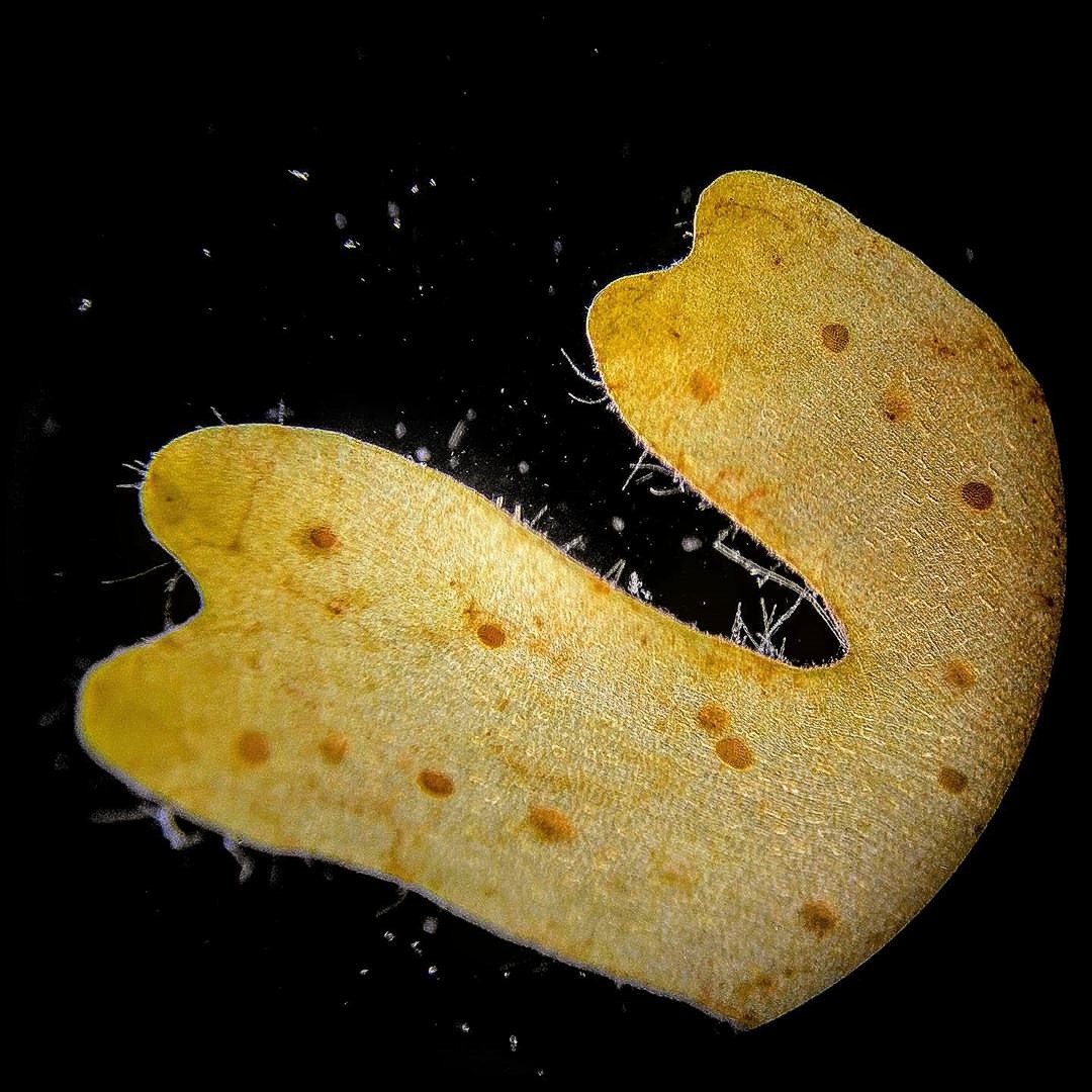 Brown Algae Microscope