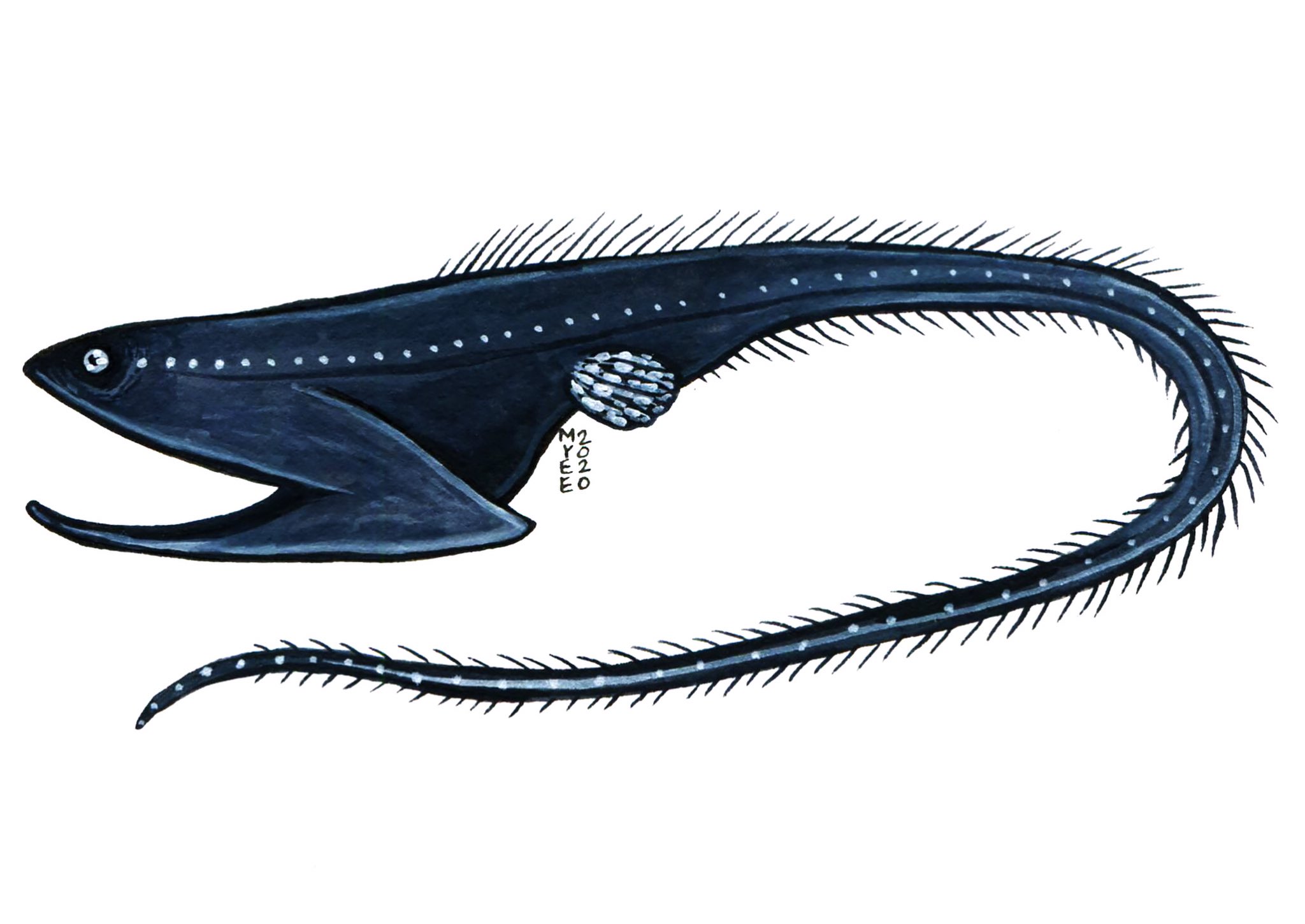 Gulper Eel