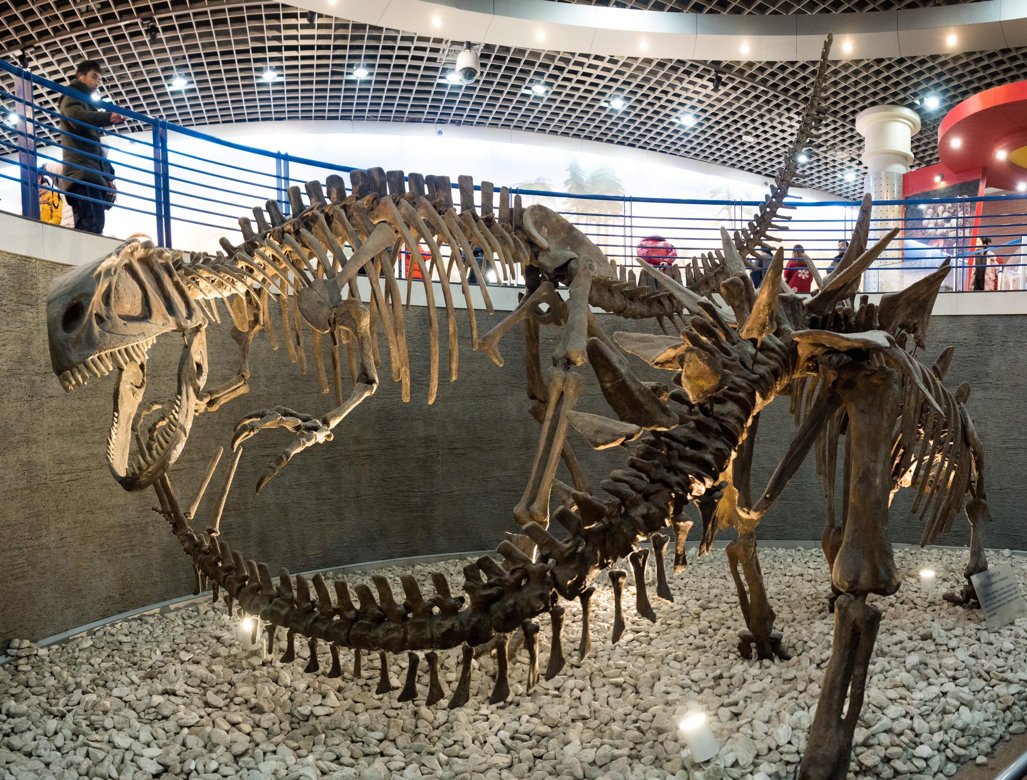 Tuojiangosaurus Skeleton