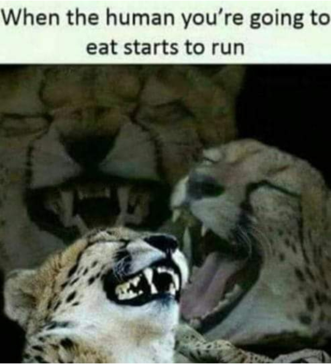 Laughing Cheetah Meme