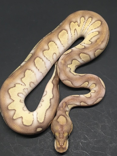Lesser Clown Ball Python