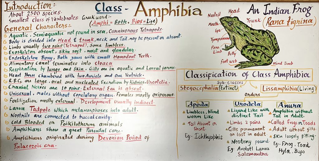 Class Amphibia Hyla