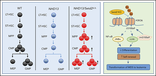 SETD2 deficiency accelerates MDS-associated leukemogenesis via S100a9 ...