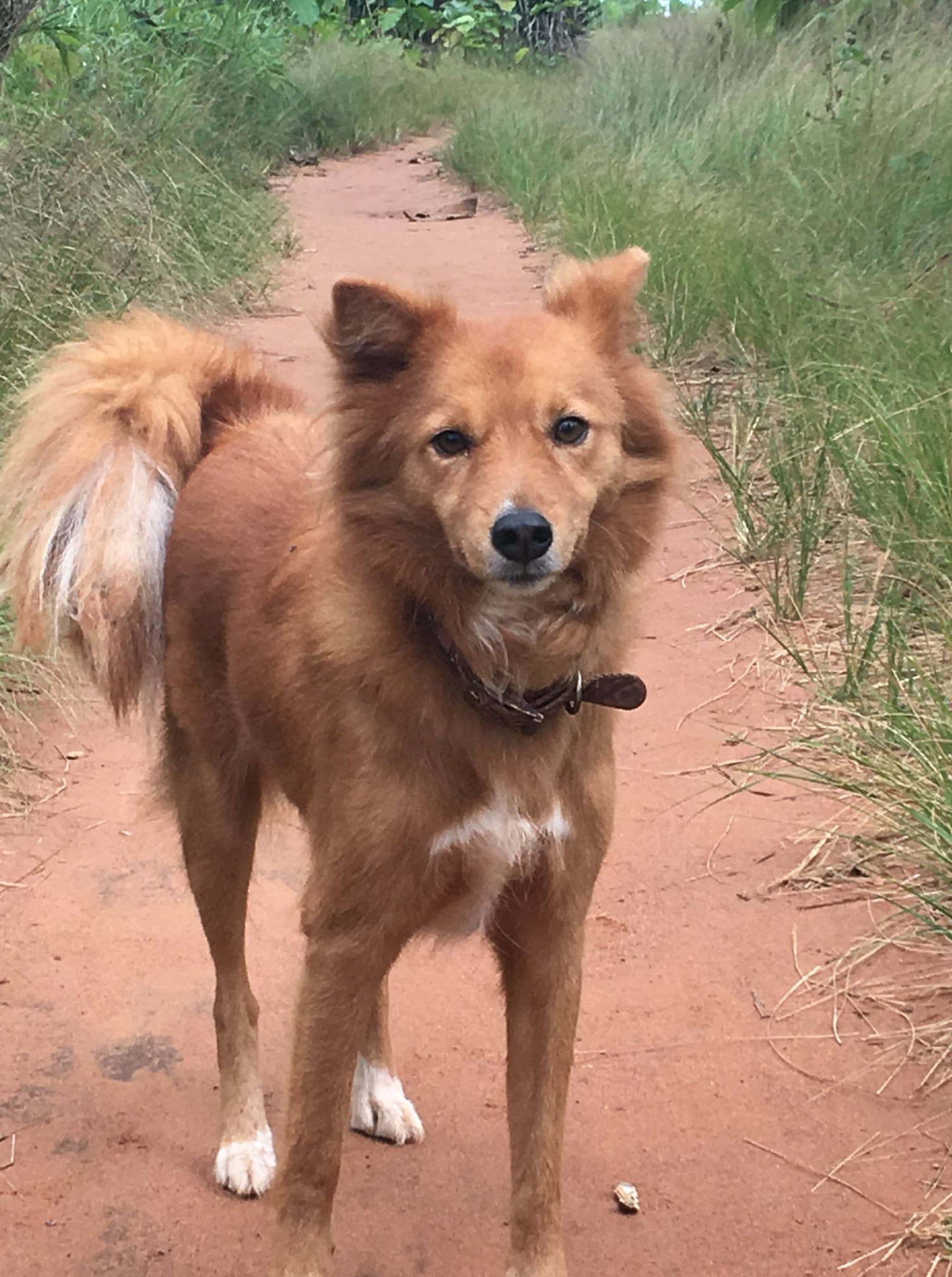 Finnish Spitz German Shepherd Mix