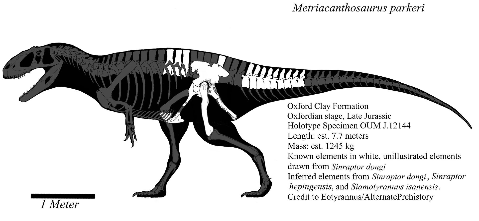 Metriacanthosaurus