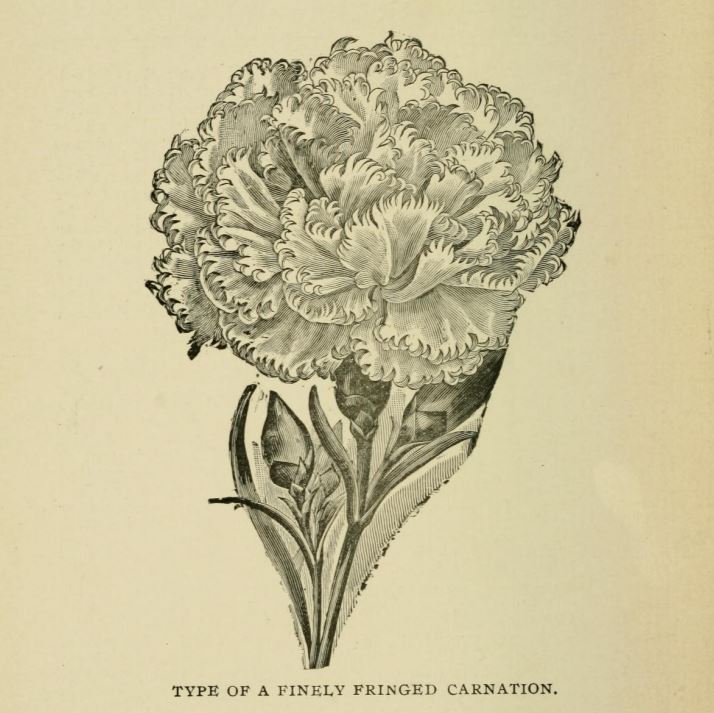 Green Carnation Flower