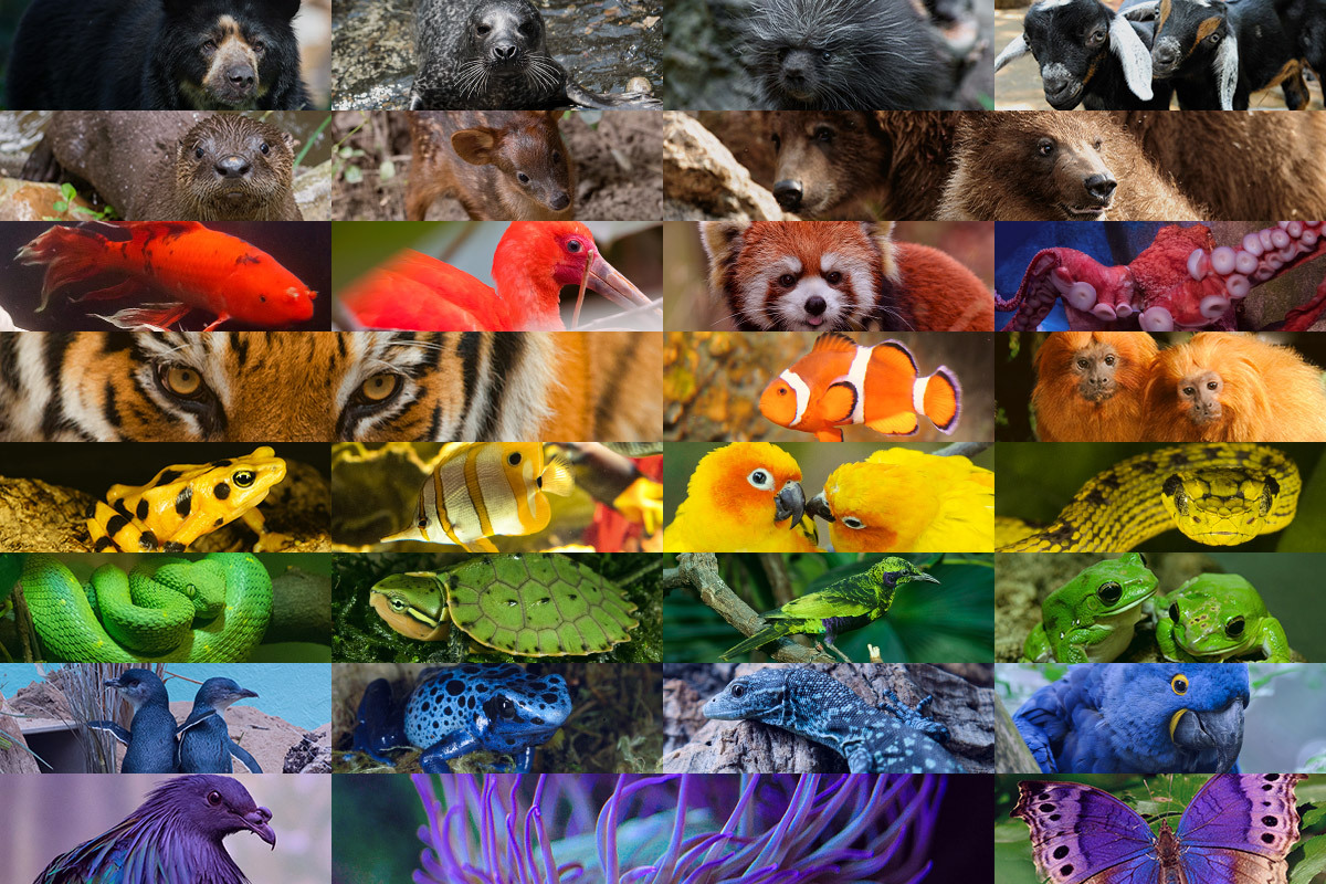 Zoo Animals Collage