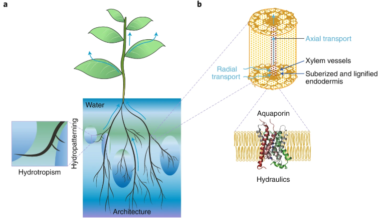Hydrotropism In Plants