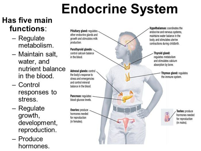 Endocrine System Function