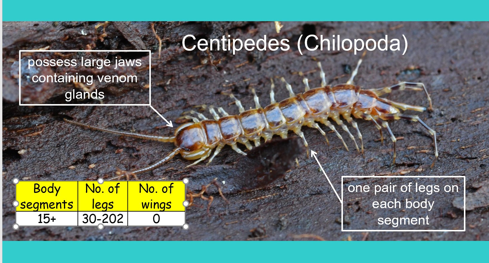Chilopoda Anatomy