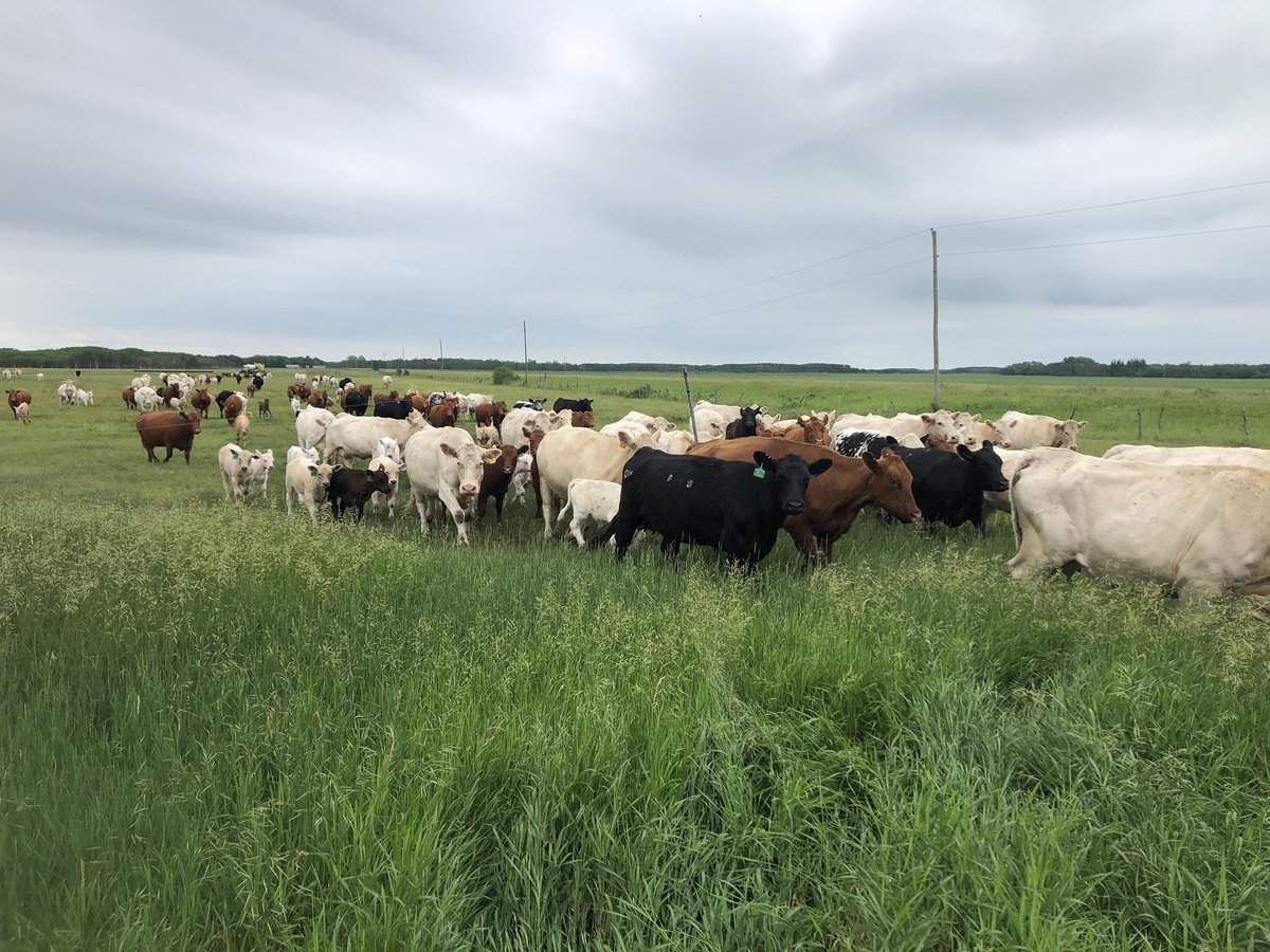 Myhre Land and Cattle