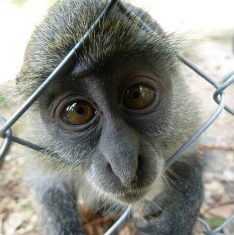 Living with Vervets - Residential Info | Vervet Monkey Foundation