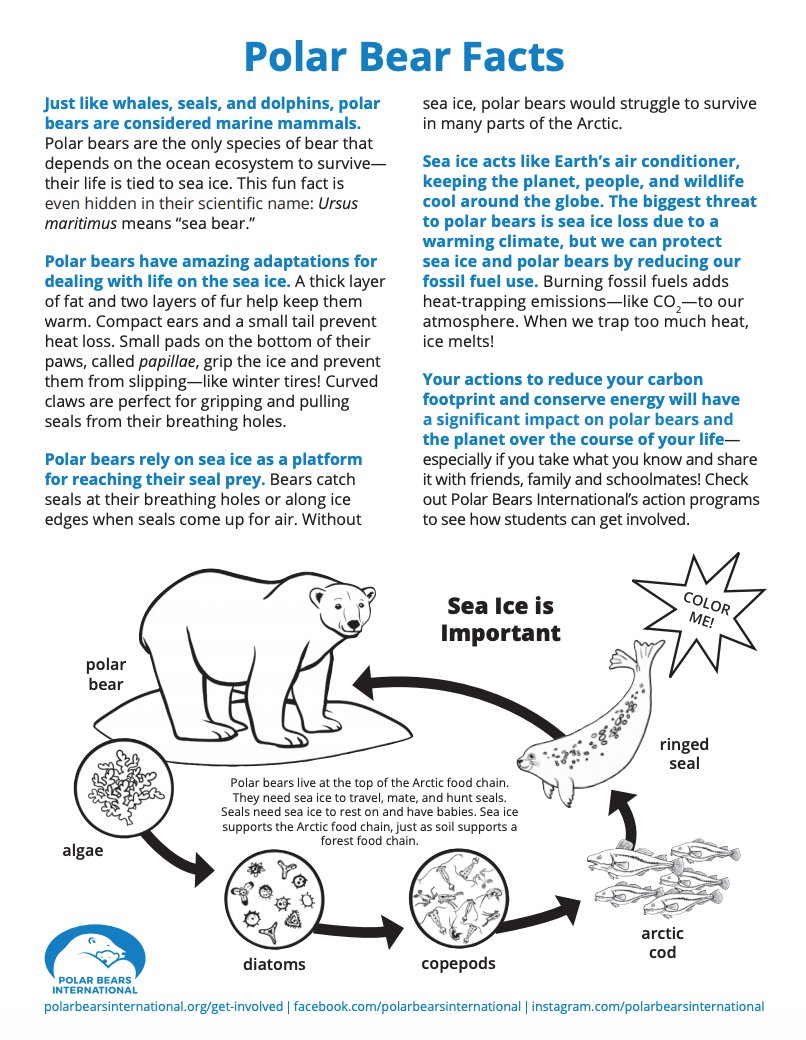 Arctic Polar Bear Food Chain