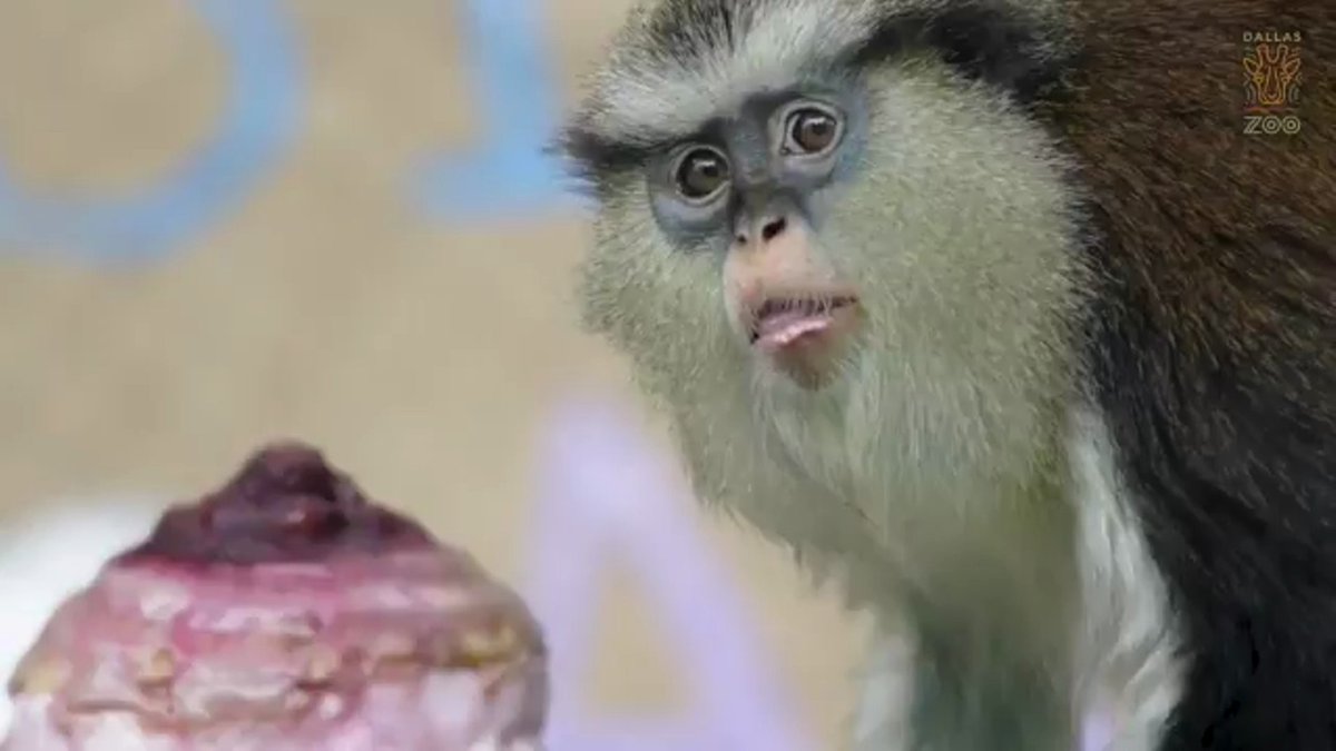 The Dallas Zoo tweeted on Tuesday they are celebrating Asante, one of ...