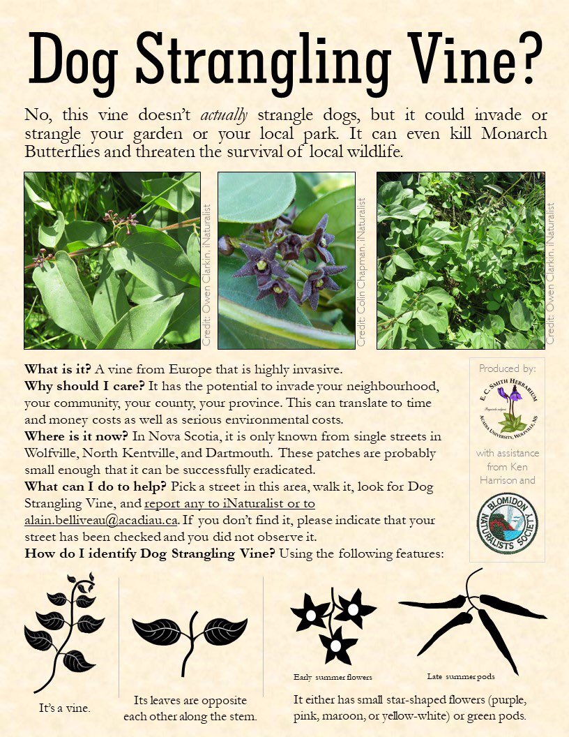 Where Is The Dog Strangling Vine Found