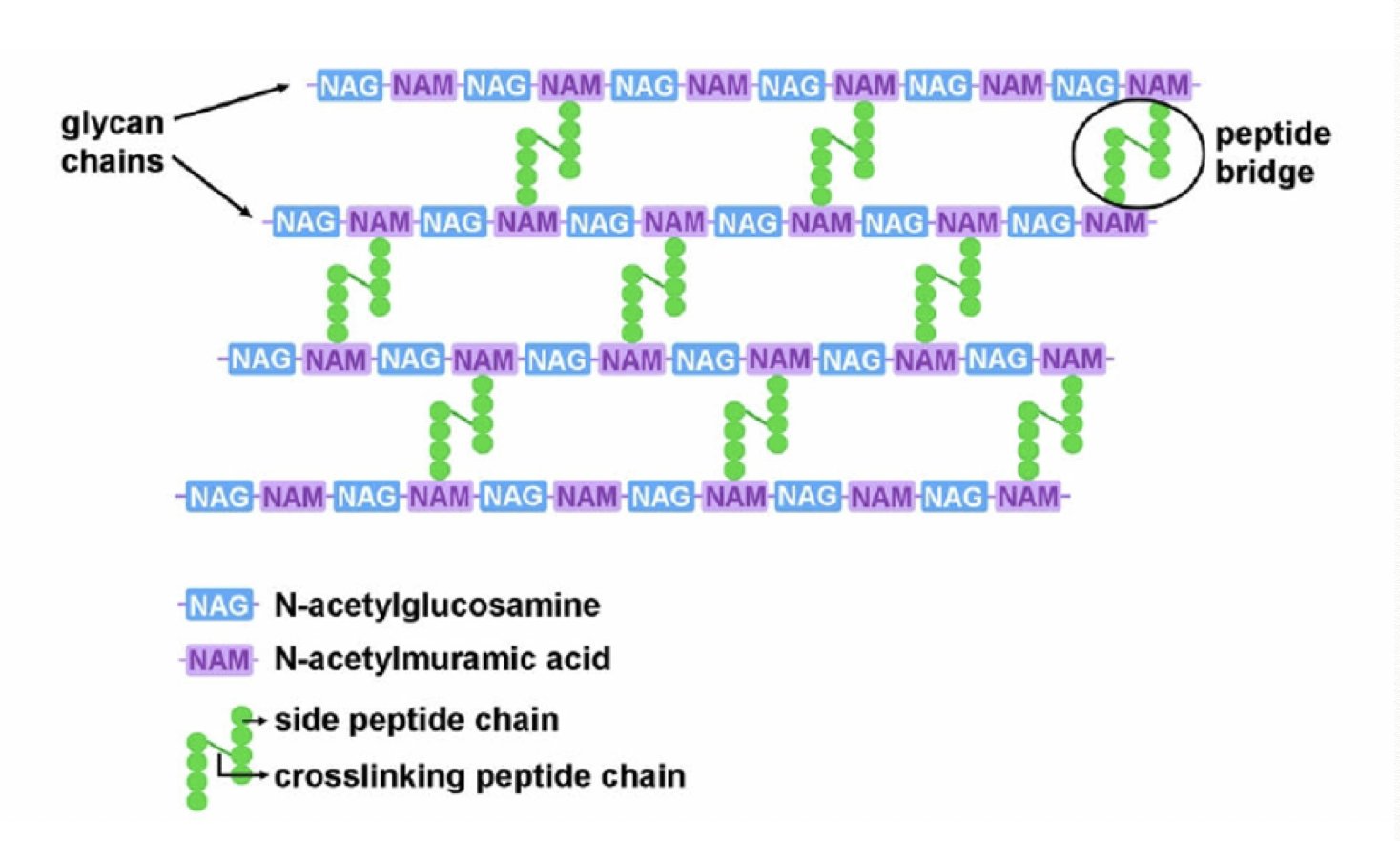 Peptidoglycan Structure