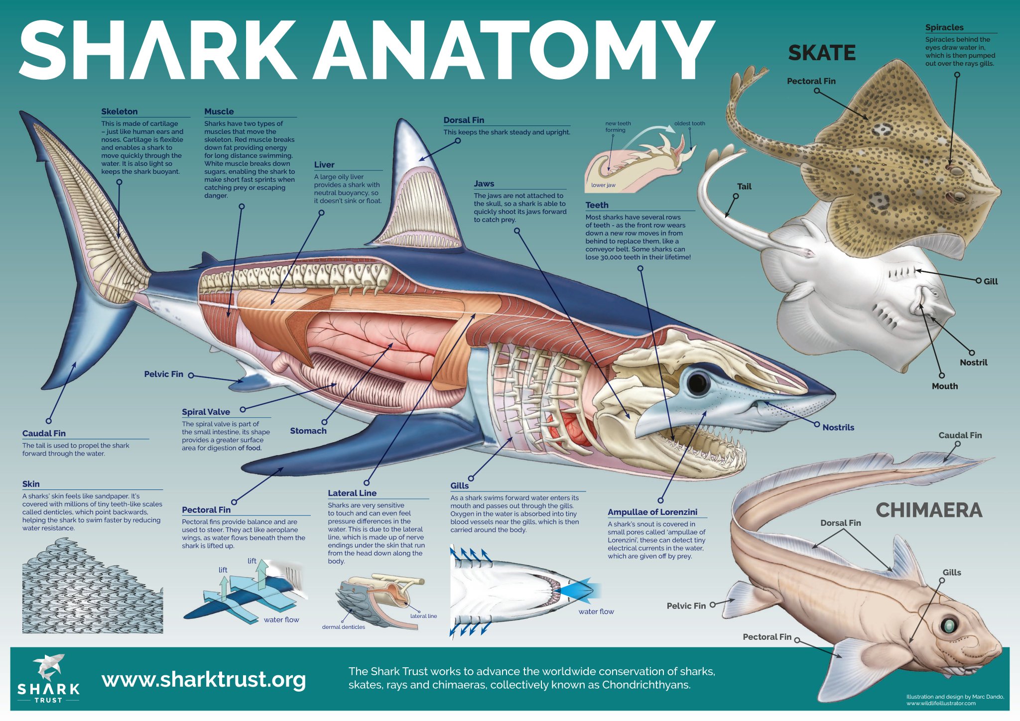 Shark Anatomy