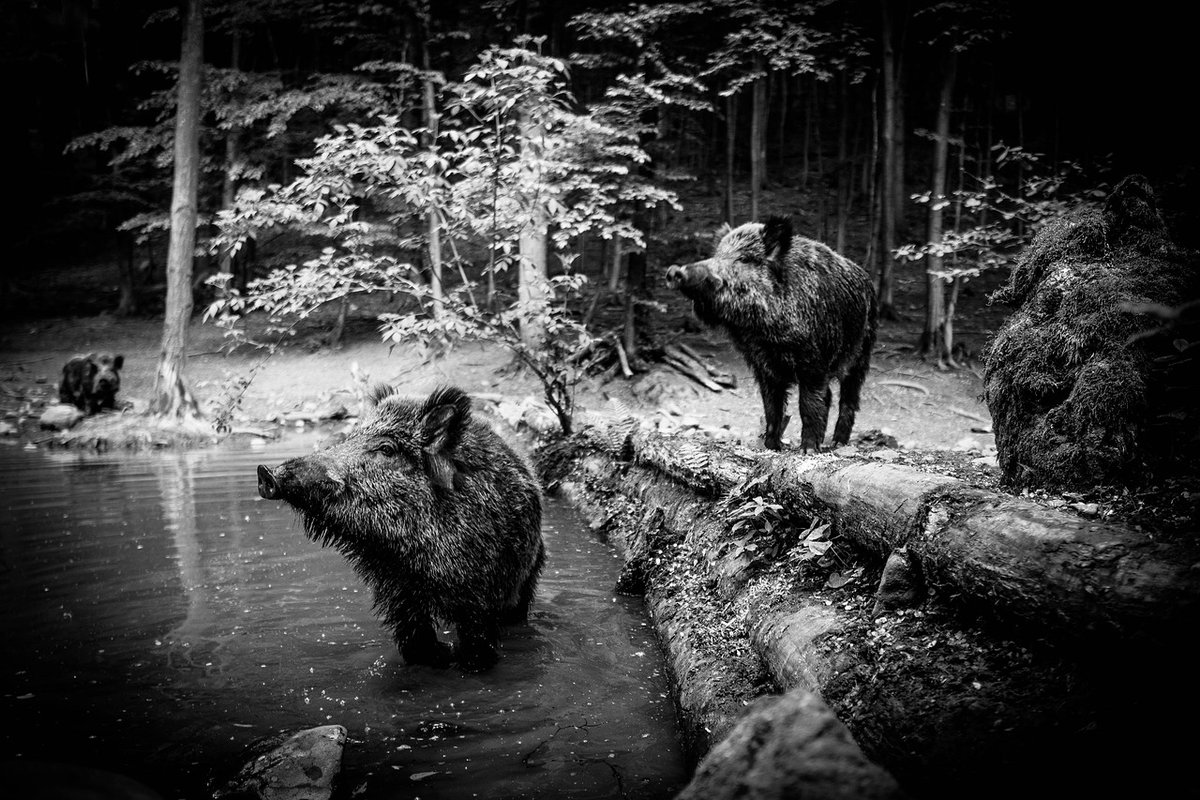 jactar | Definición | Diccionario de la lengua española | RAE - ASALE