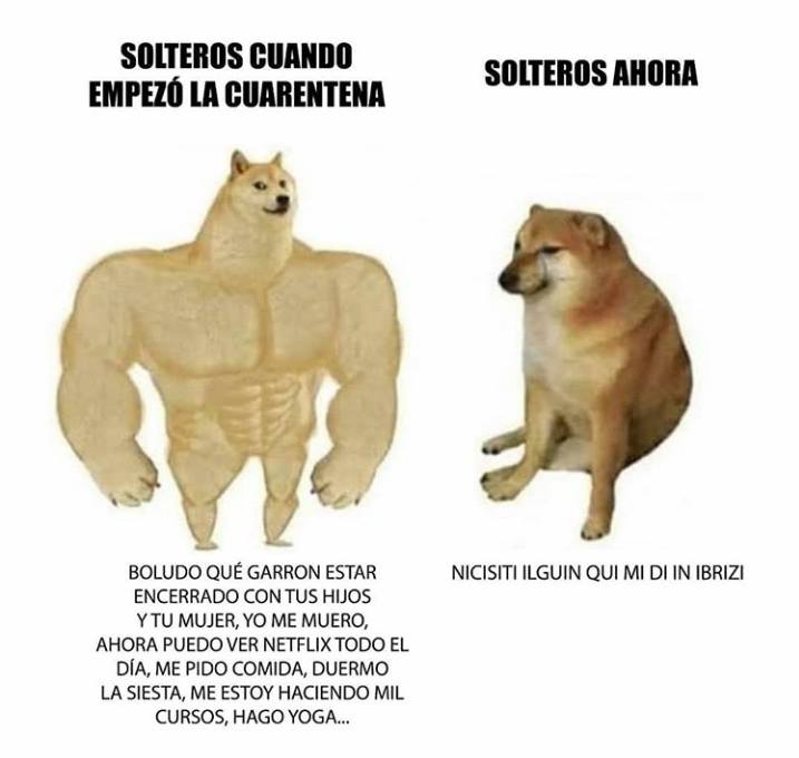Animo Perro Meme