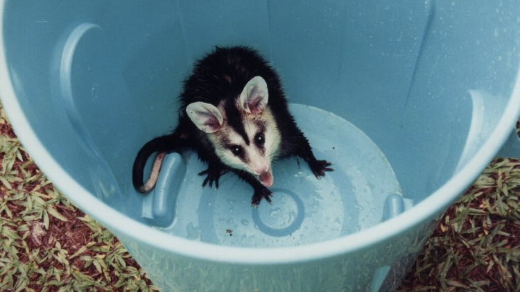 Angry Possum