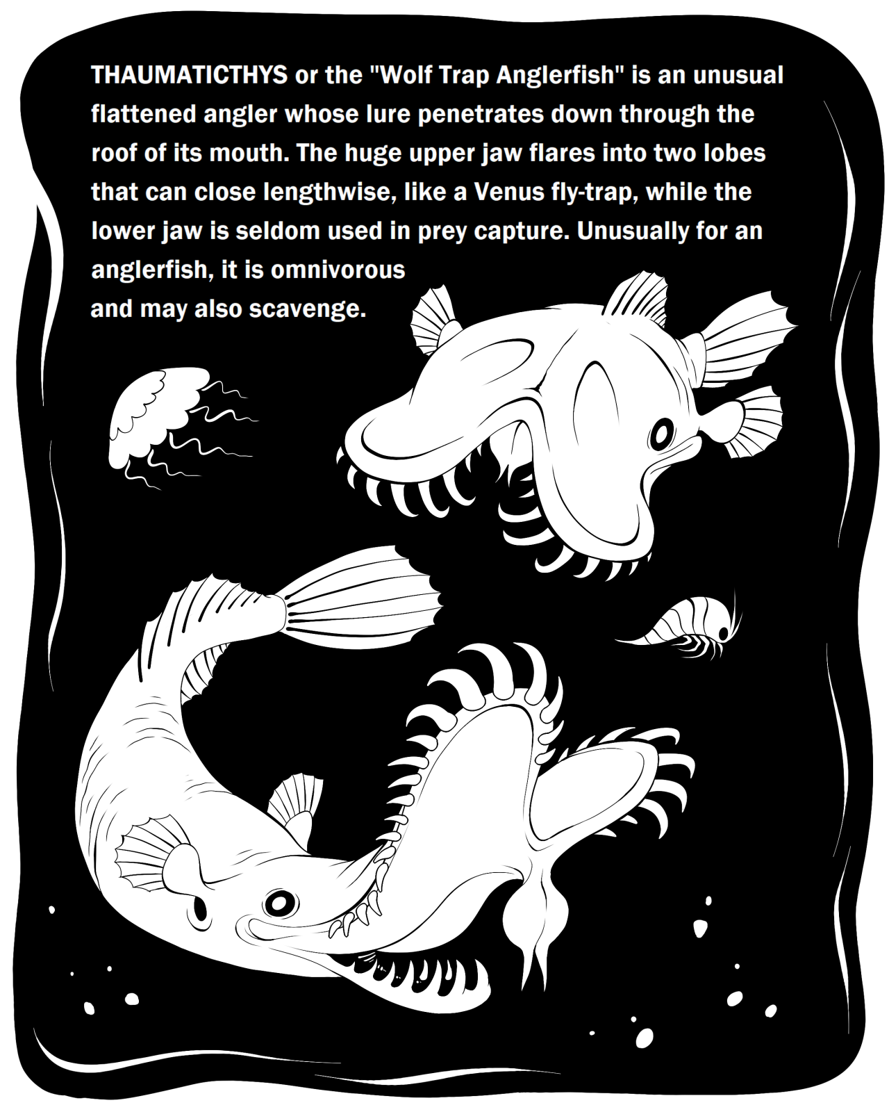 Wolf Trap Anglerfish