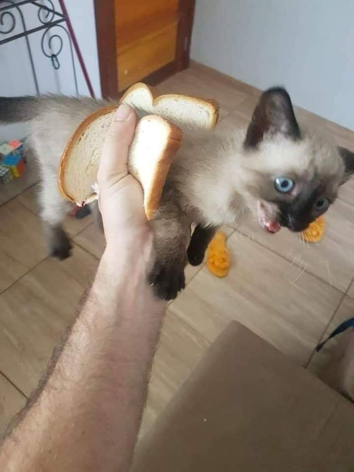Inbred Cat Symptoms