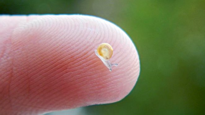 Newborn Snail