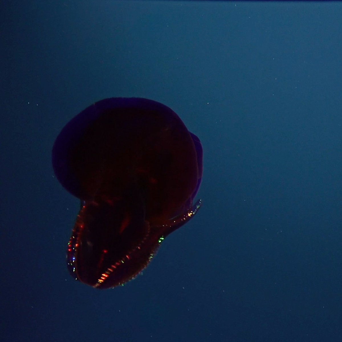 Deep Ocean Jellyfish