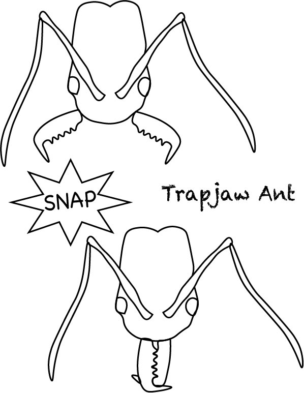 Ants On A Log Coloring Pages