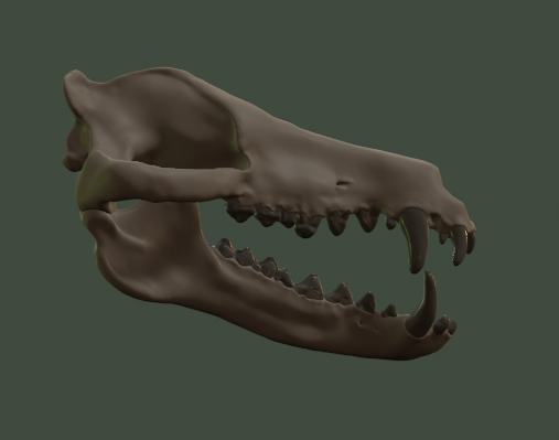 Andrewsarchus Skull