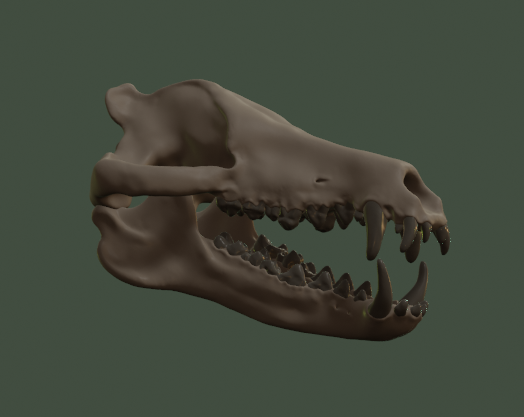 Andrewsarchus Skull