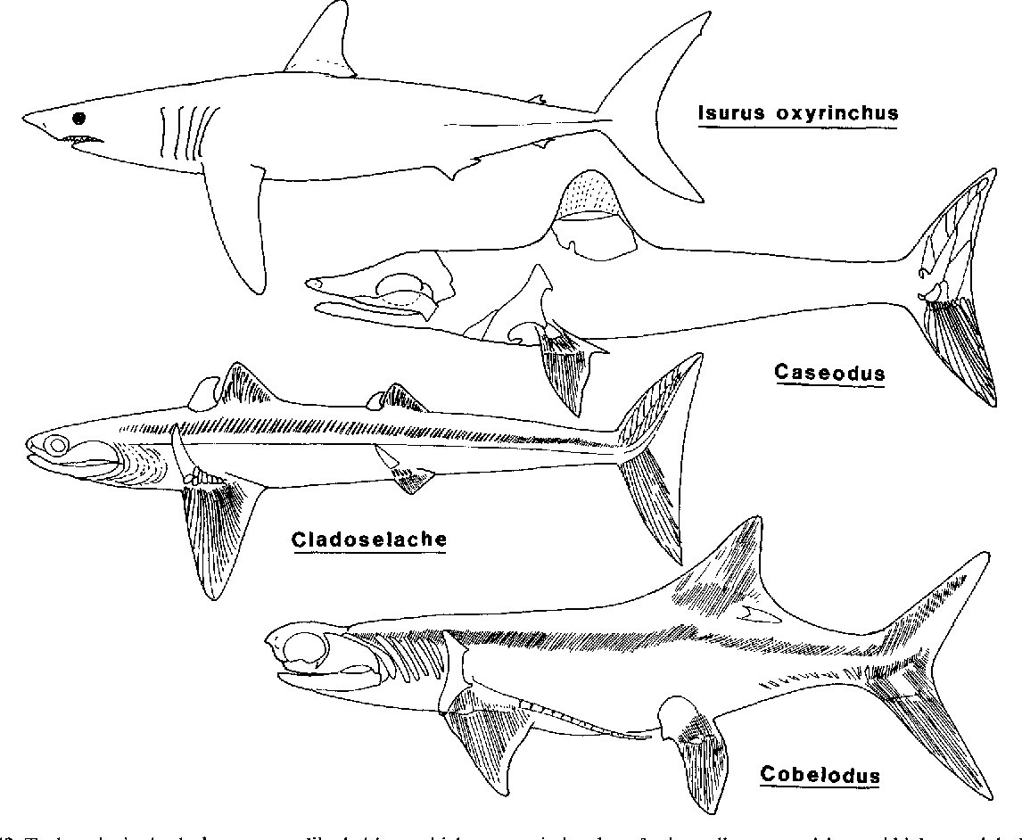 Ornithoprion