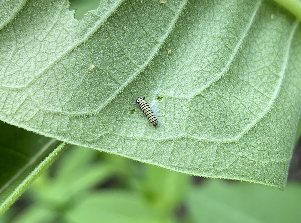 Baby Monarch Caterpillar