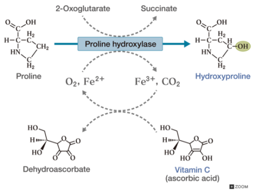 Proline To Hydroxyproline